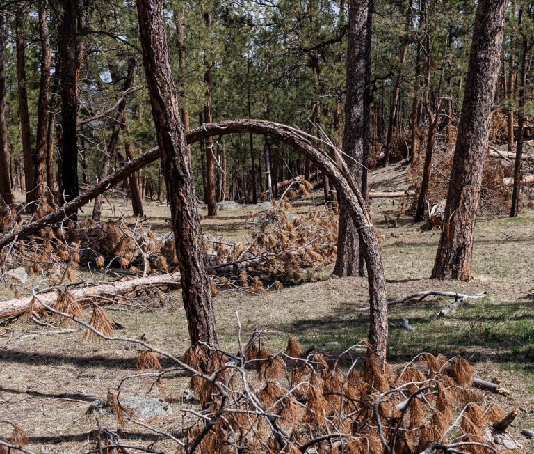 13 mars : Devil's Tower National Monument (Wyoming) - Home 4x4
